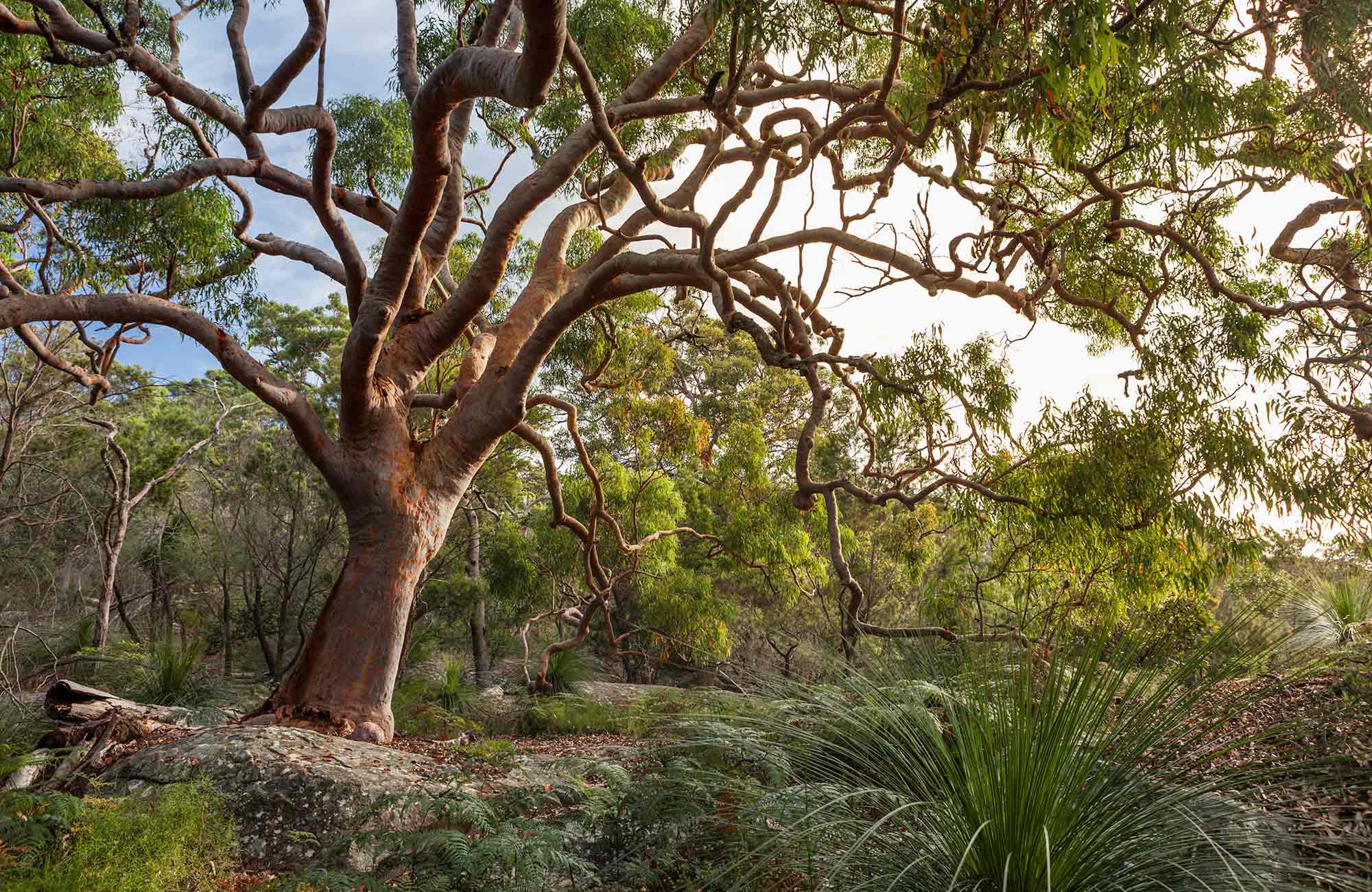 Australian native plants – scribbly gum | NSW National Parks Australian native plants – scribbly gum | NSW National Parks