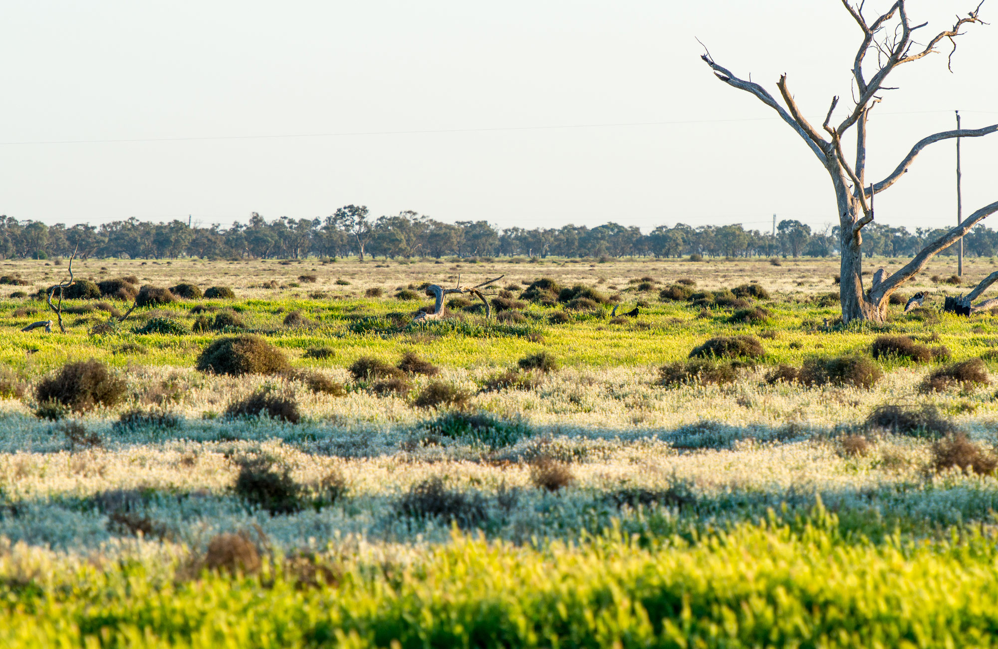 Nsw Grassland Environments Nsw National Parks